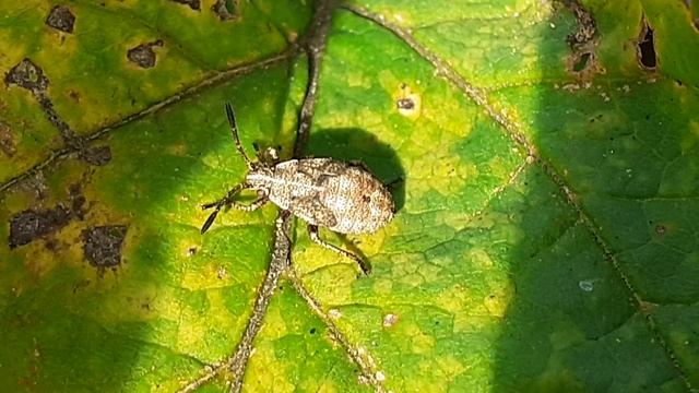 Нимфа клопа краевика окаймлённого, или краевика щавелевого (Coreus marginatus).