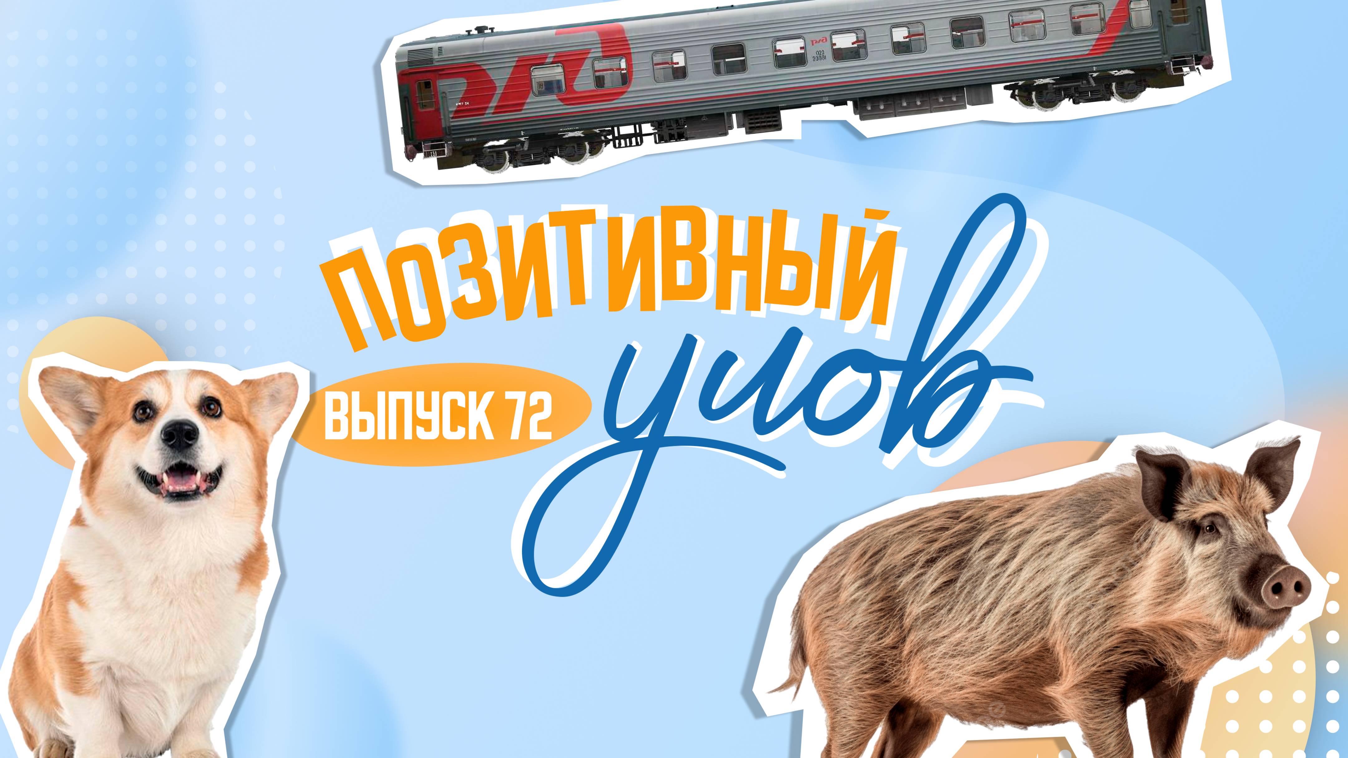 Помощь бездомным животным и нейросеть на свадьбе. "Позитивный улов"