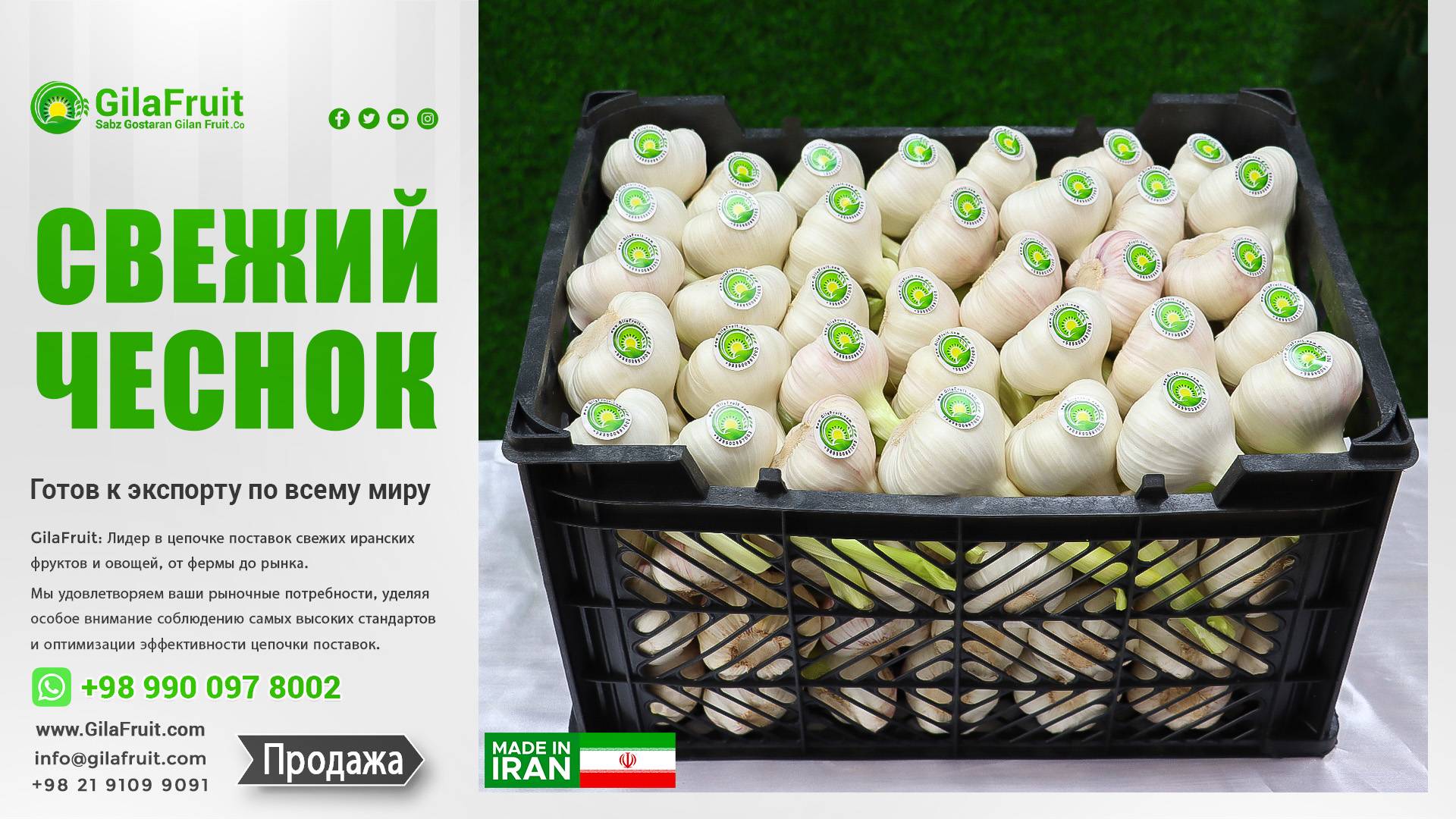 GilaFruit: Ваш надежный источник иранского свежего чеснока