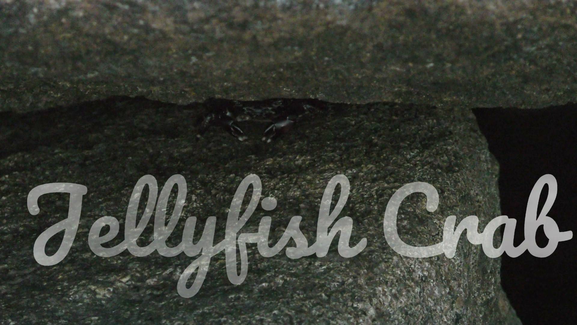 Jellyfish Crab
