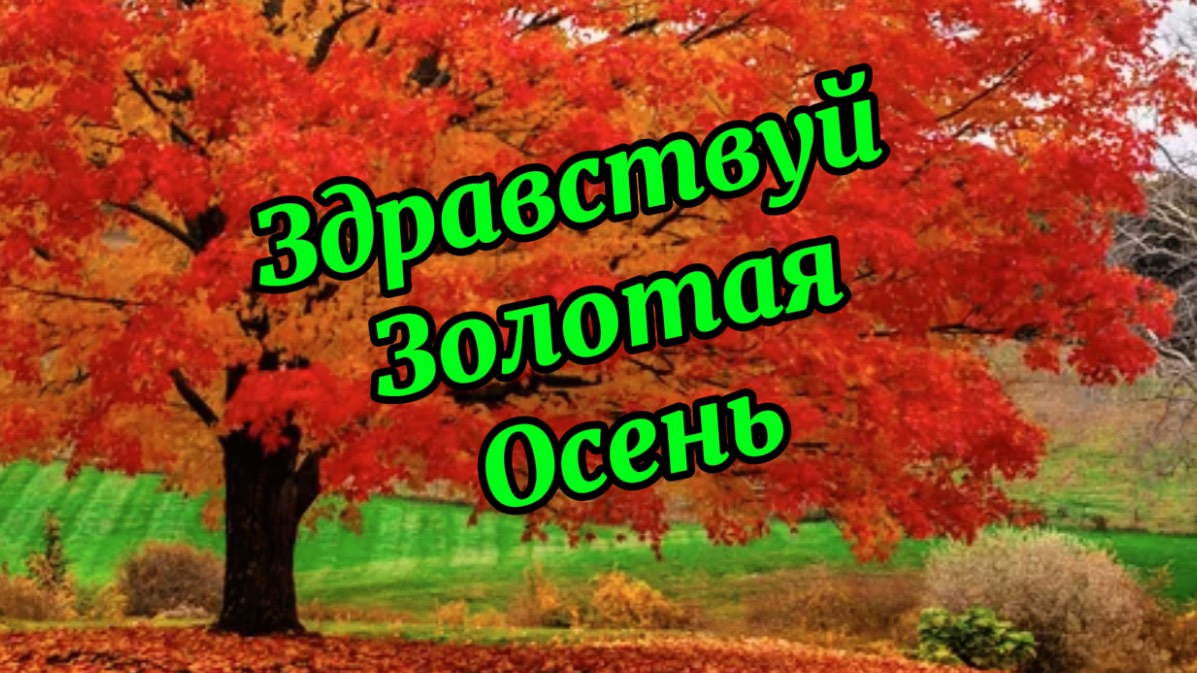 Здравствуй золотая осень. Видео поздравление с осенью!
