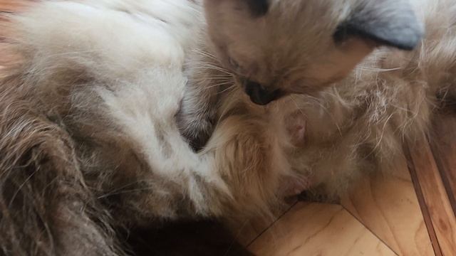 Сладкая парочка Буся и Федя