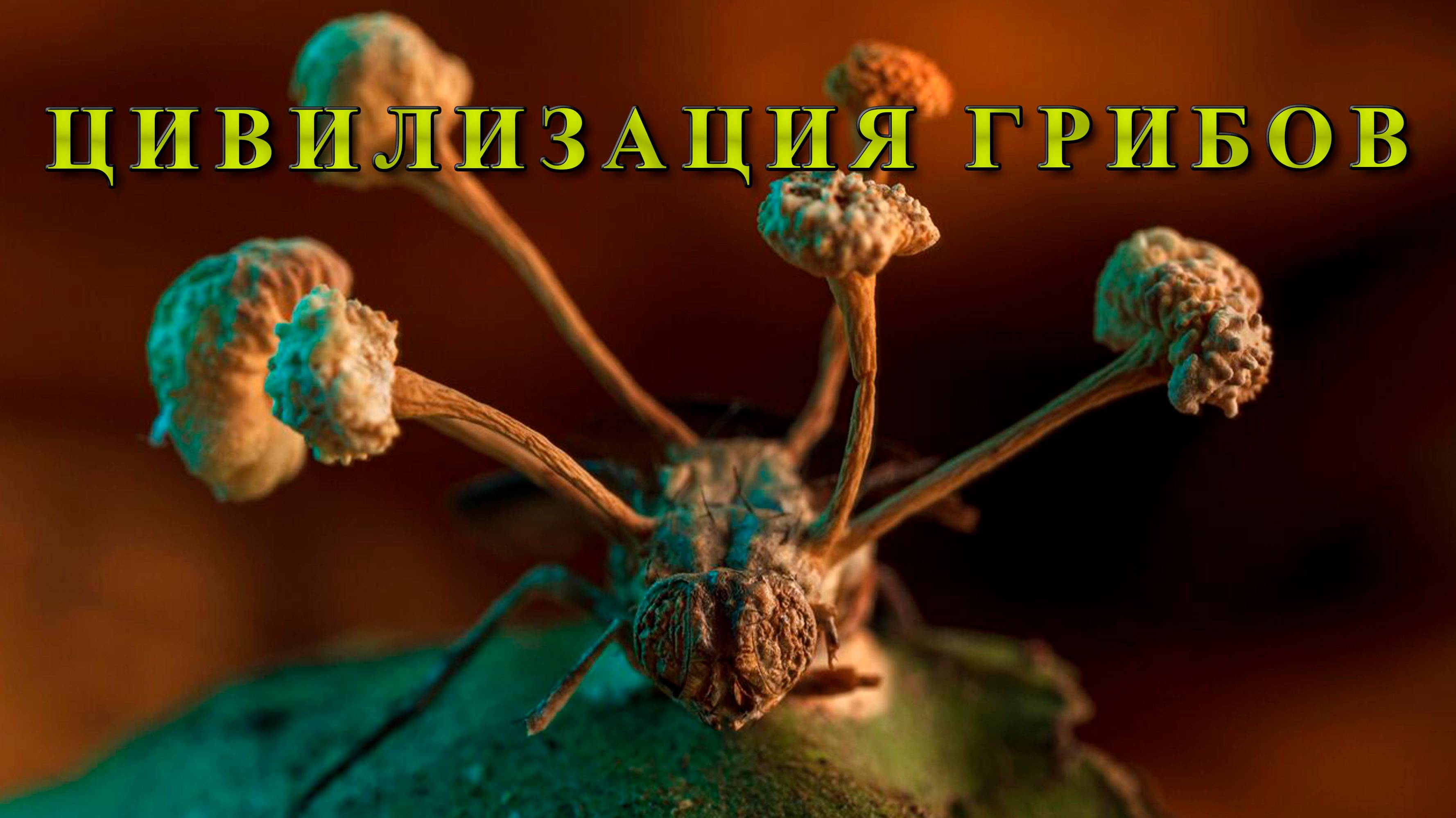 Цивилизация грибов.