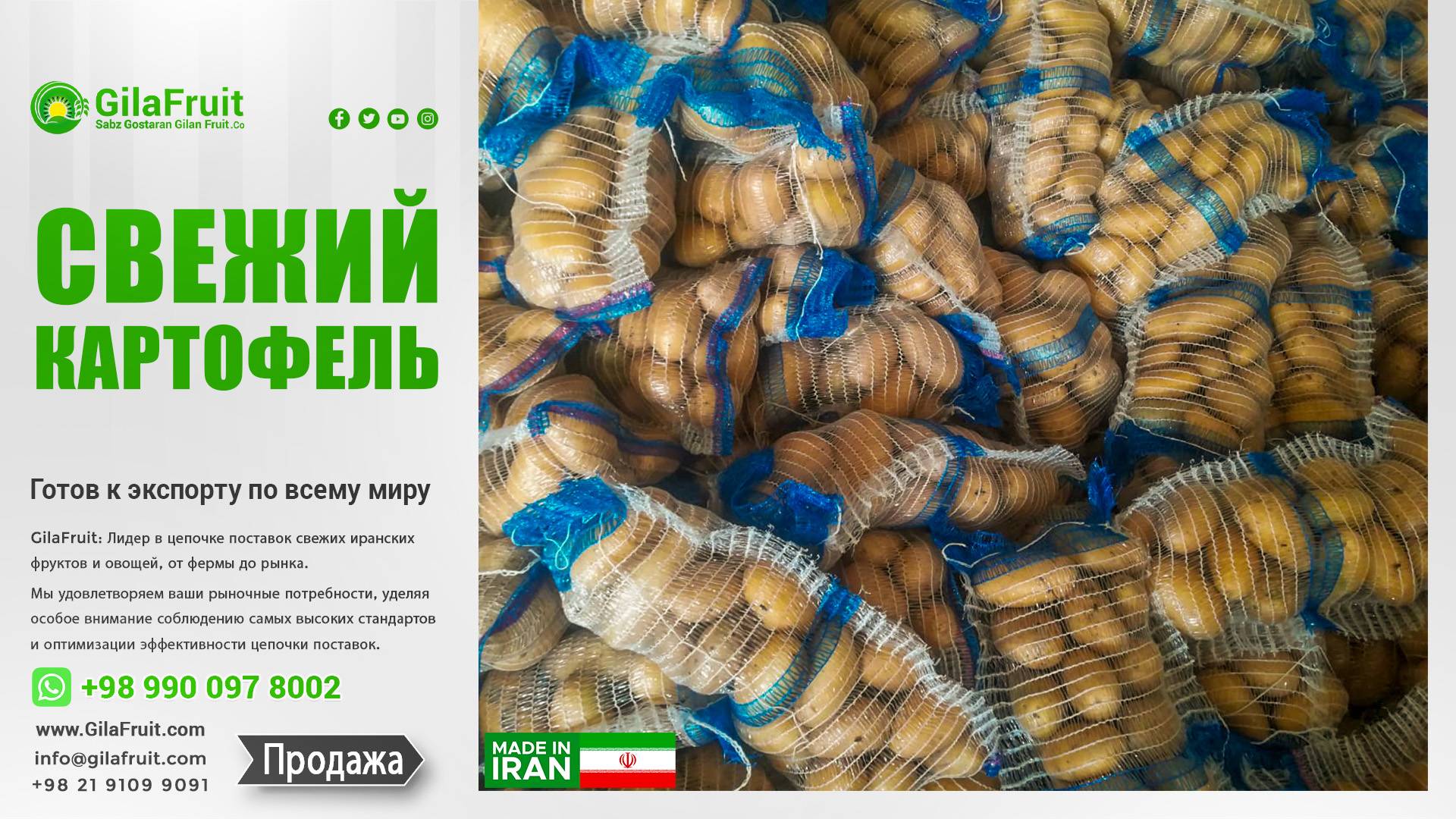 GilaFruit: Ваш ведущий поставщик первоклассного иранского картофеля