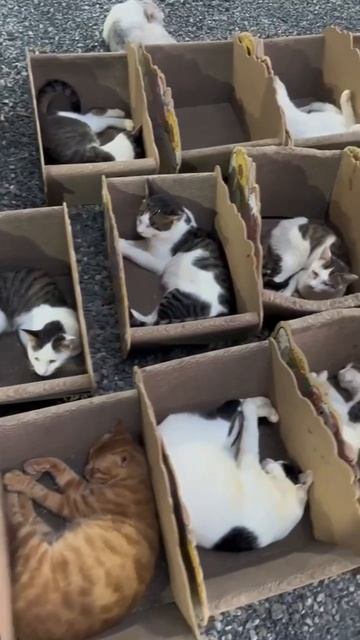 Кото ночлежка 😿