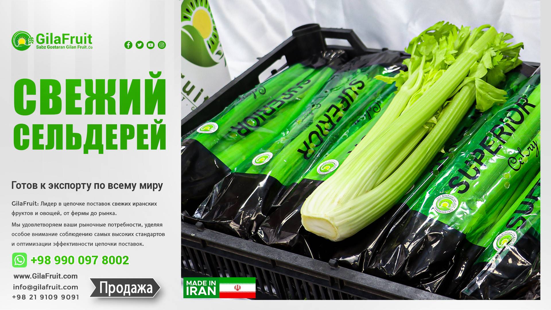 GilaFruit: Поставки хрустящего иранского сельдерея премиум-класса