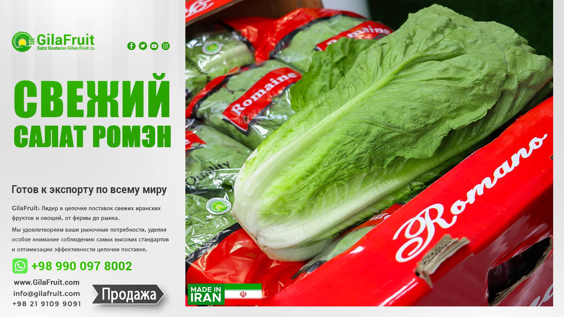 GilaFruit: Эксперт по экспорту иранского салата Ромэн