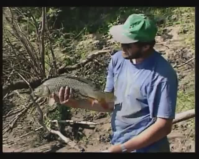 Как можно определить места обитания и кормления Обыкновенного сазана — Cyprinus carpio carpio ?