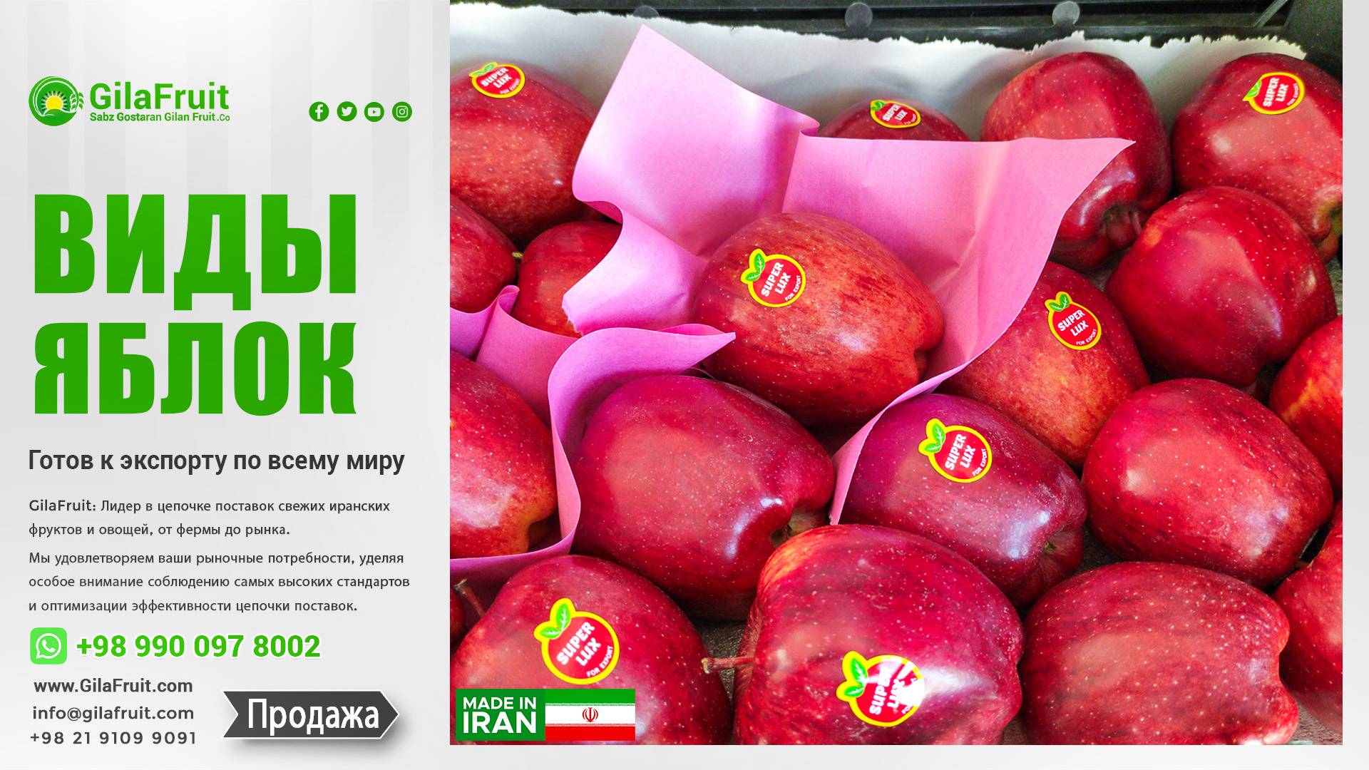 GilaFruit: Сотрудничество с вами для поставок иранских яблок премиум-класса