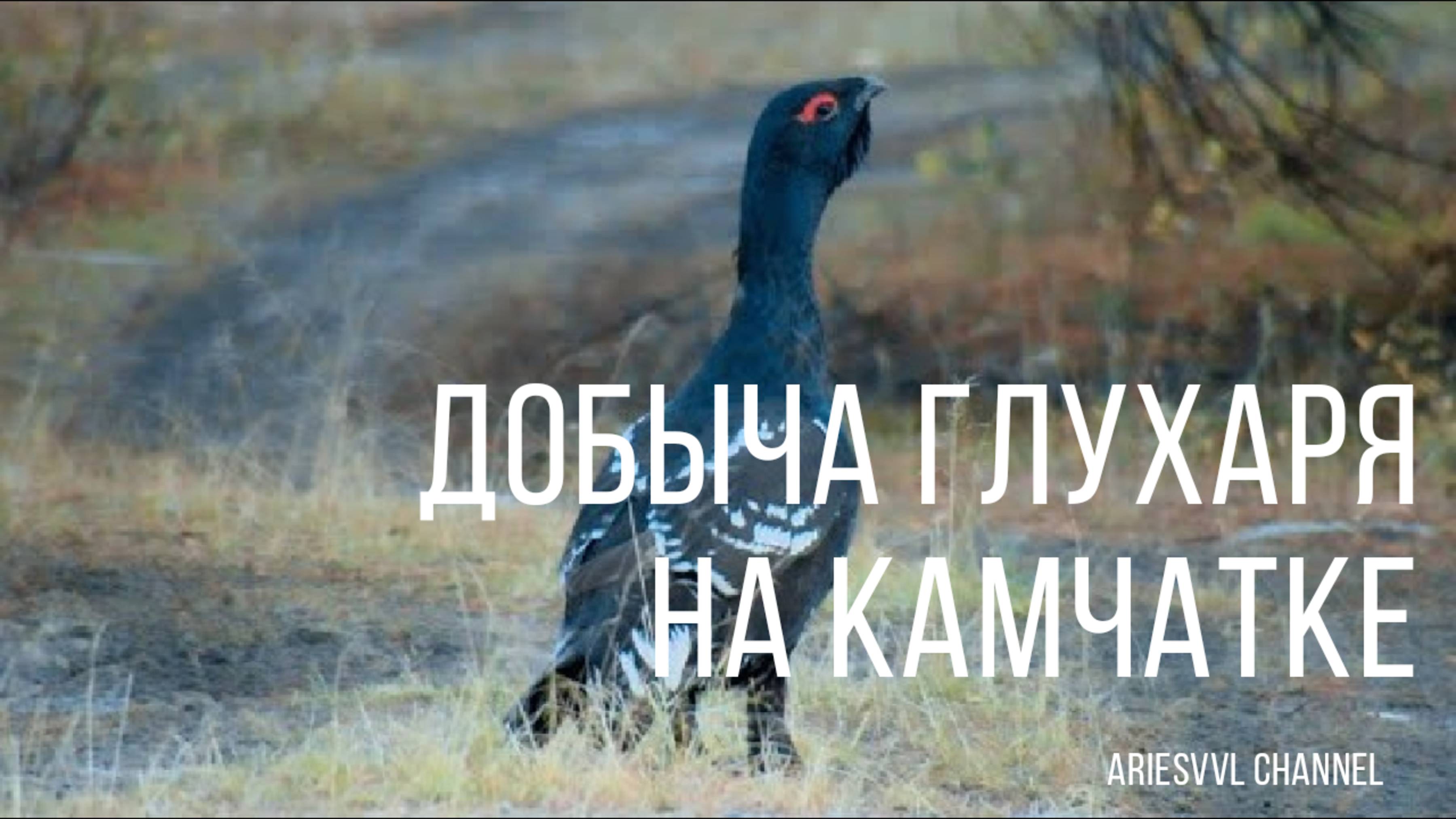 07. Добыча глухарь на Камчатке