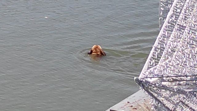 Пэкс купается в пруду с уткми