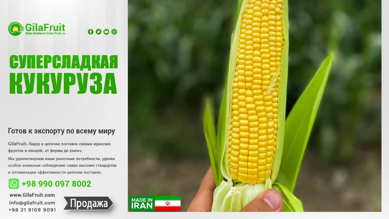GilaFruit: Поставки первоклассной иранской сладкой кукурузы