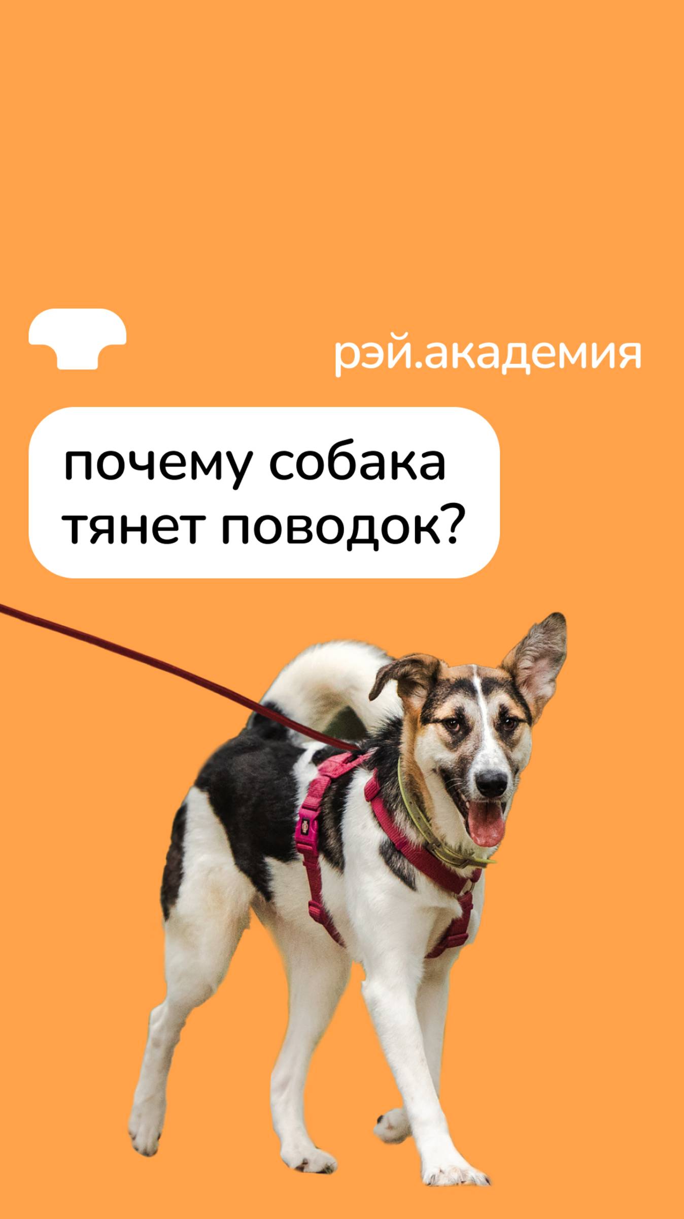 Почему собака тянет поводок?