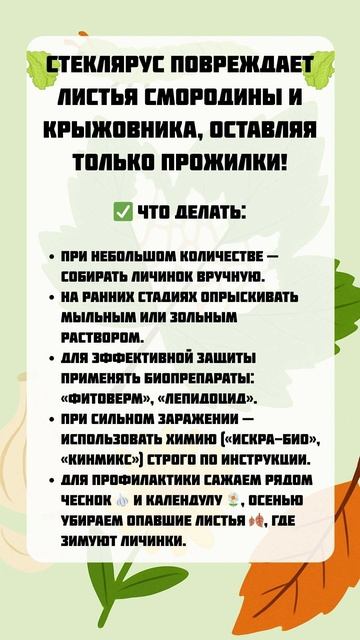 Спасаем кусты смородины ,крыжовника #подкормка #защита #профилактика