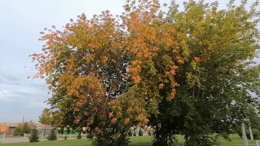 Про сентябрь