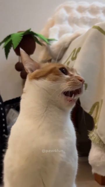 Необычные кото звуки