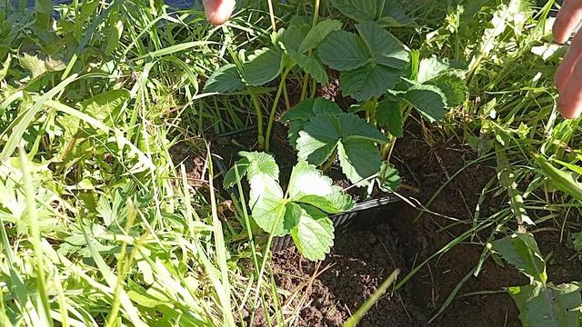 Саженцы земляники 🍓, как организовать прикоп.mp4
