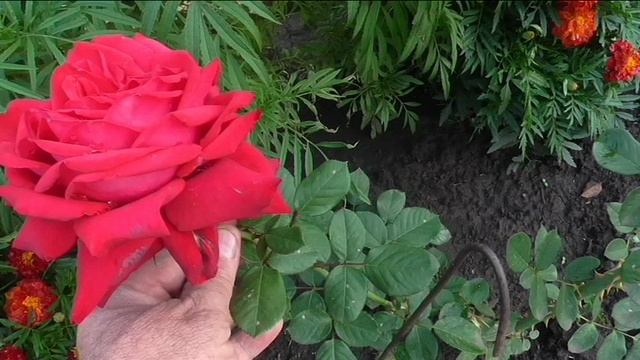 Розы в начале осени