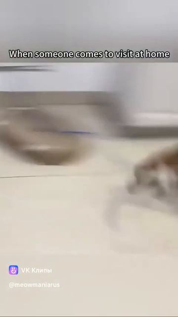 Коты и их укрытия))