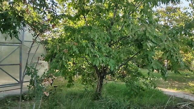 Дача 1 сентября 2025г.