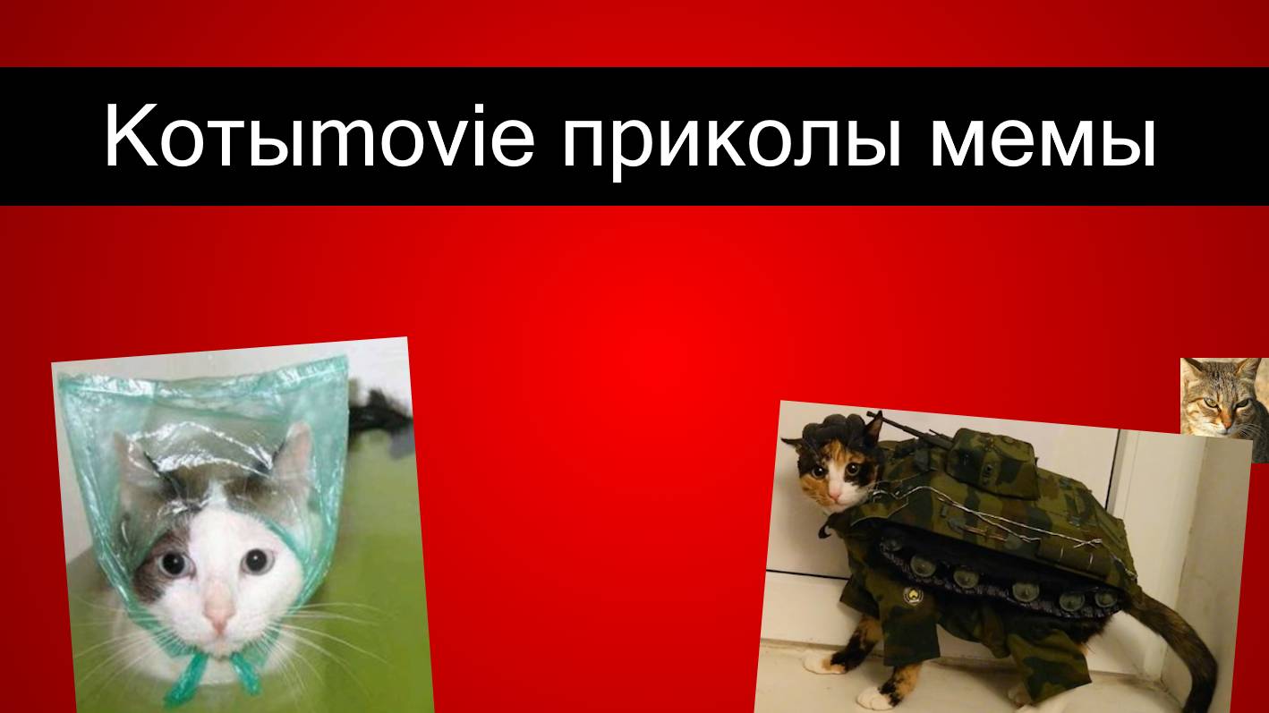Котыmovie приколы мемы