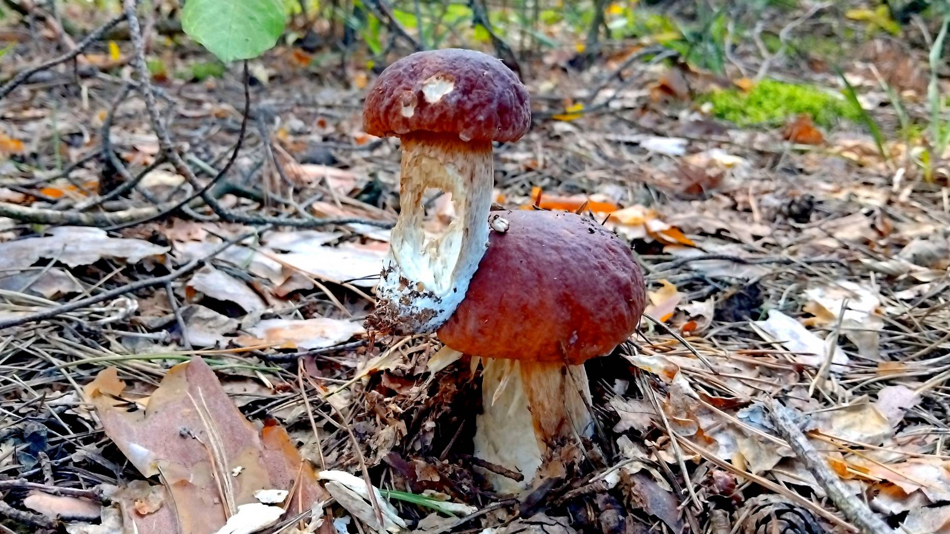 БЕЛЫЕ ГРИБЫ И НЕ ТОЛЬКО