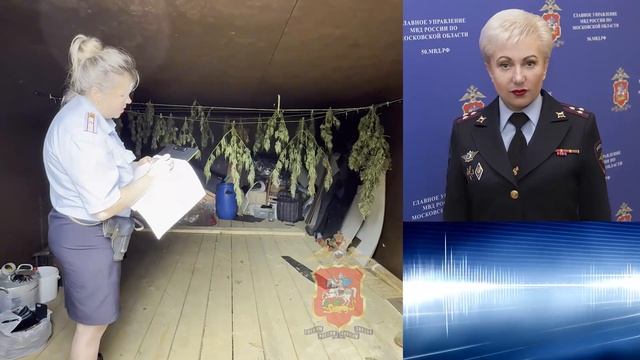 Наркоаграрий, вырастивший более 130 кустов конопли на своём огороде, задержан в подмосковном Ступине