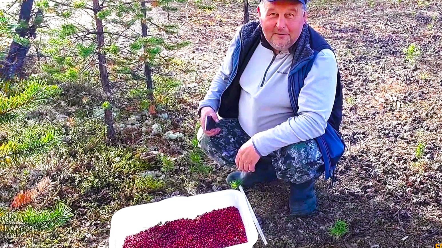 БРУСНИКА. Заготовка на зиму. Сколько надо на год? Неурожайный год!