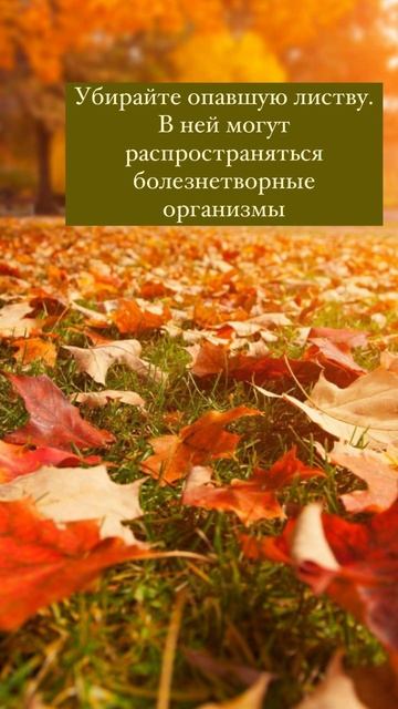 Какой уход необходим растениям осенью?
