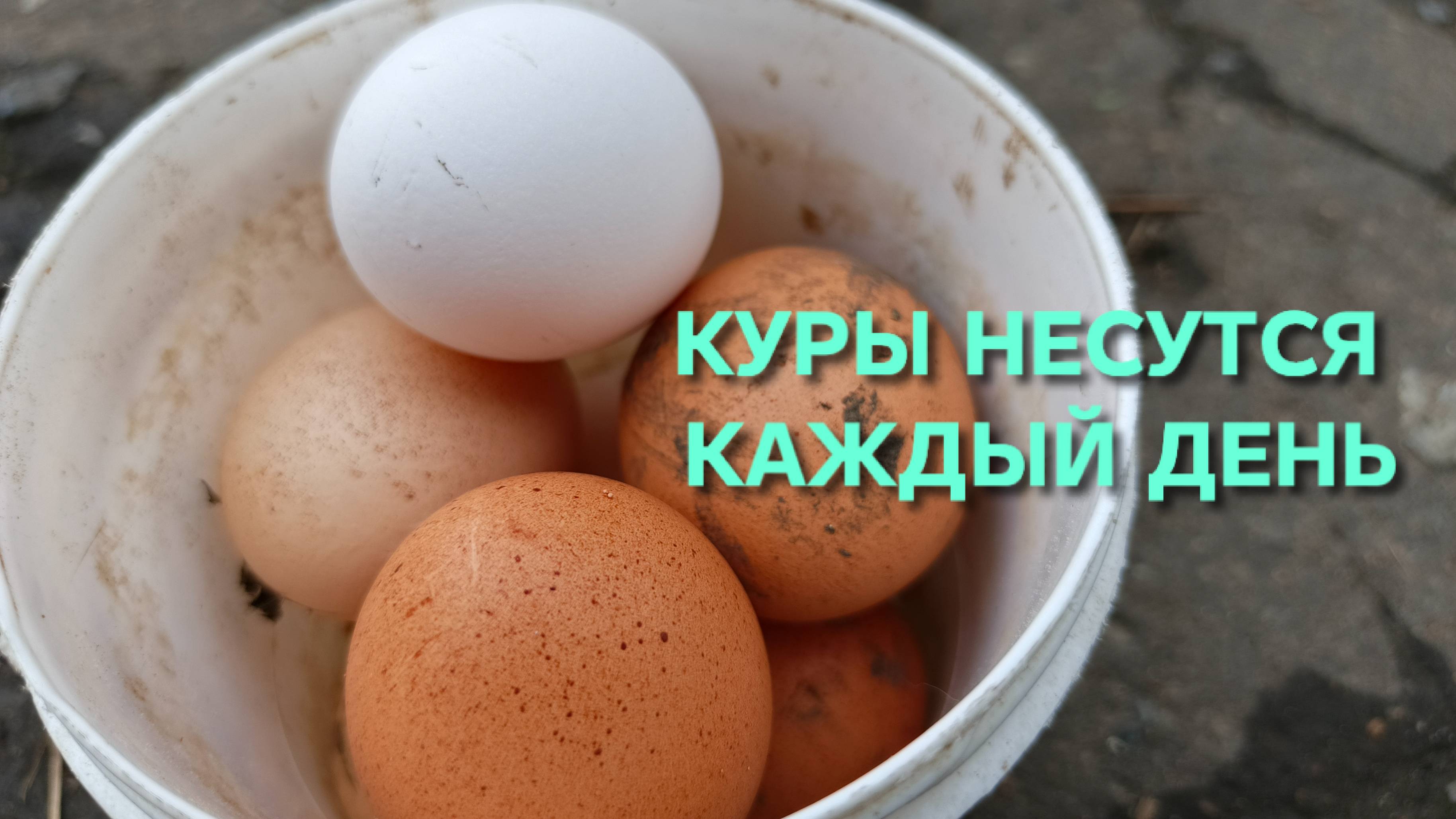 Куры-несушки Сбор яиц как всегда радует