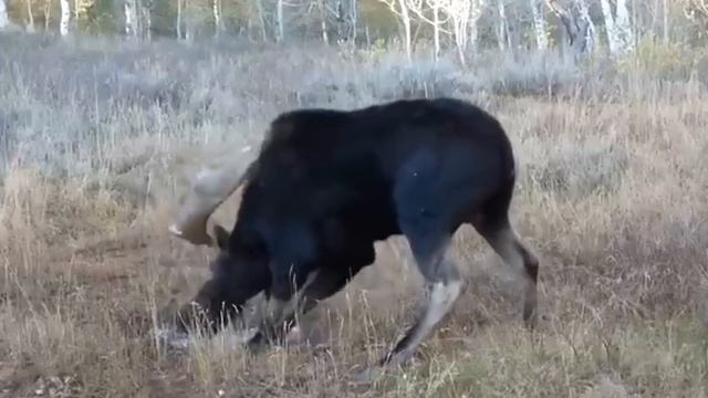 video-94044985_456243445-720 лось на гону..