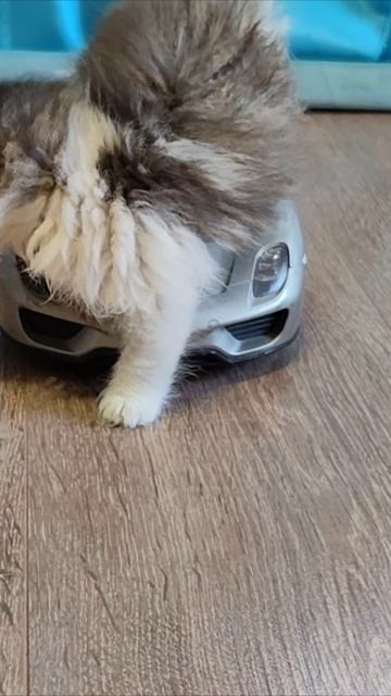 Котёнок забыл поставить машину на ручной тормоз. #шорты