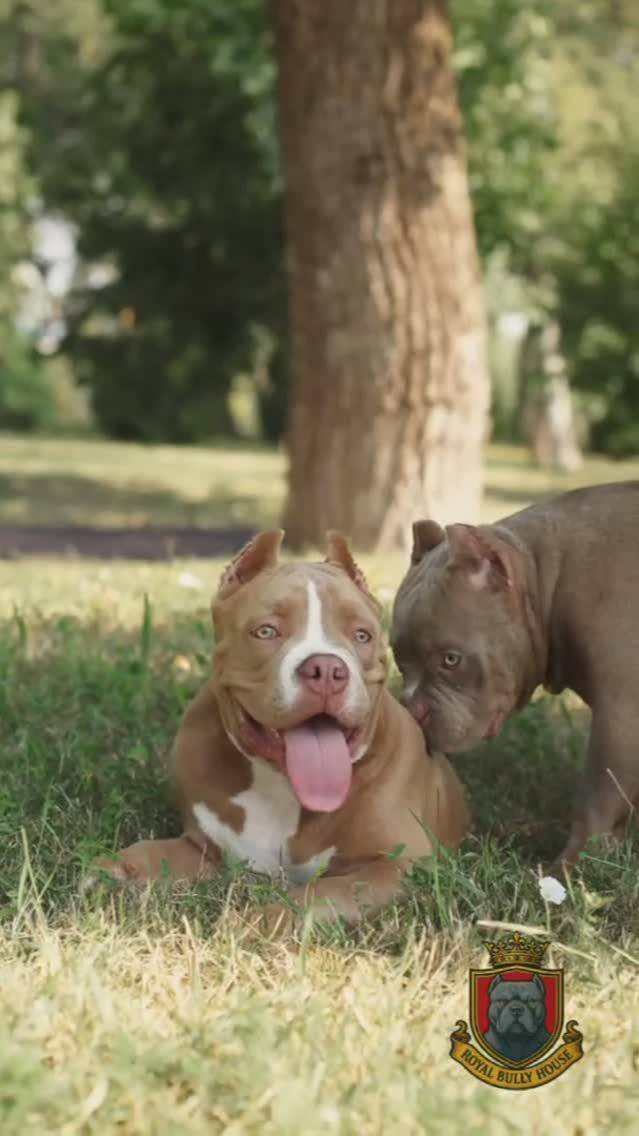 Мэр| Щенки американских булли | Royal Bully House