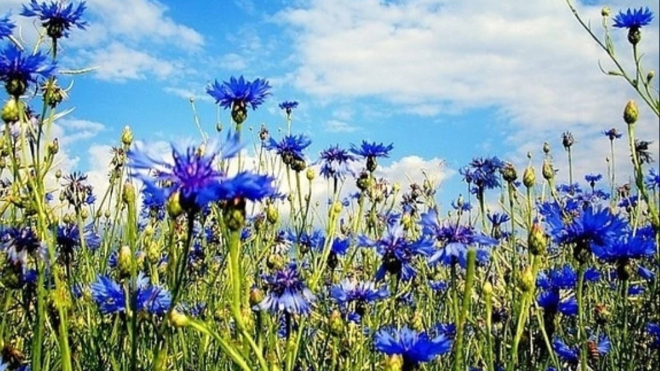 Лето прошло🌼🍀😥, словно и не бывало...