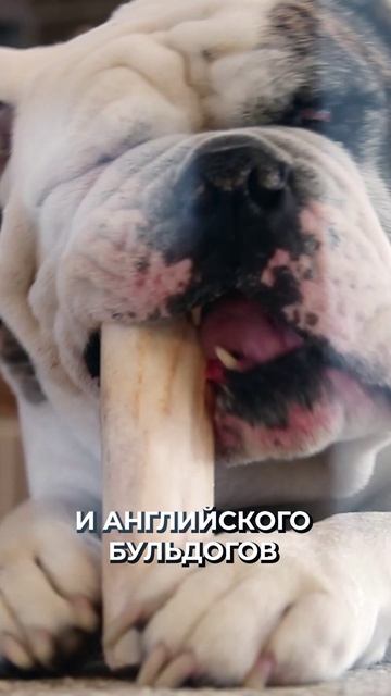 😳 Самая уродливая собака в мире
