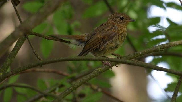 Молоденькая зарянка самочка