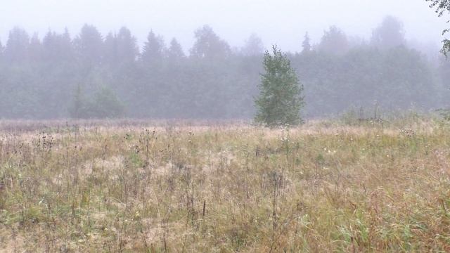 деревушка в тумане