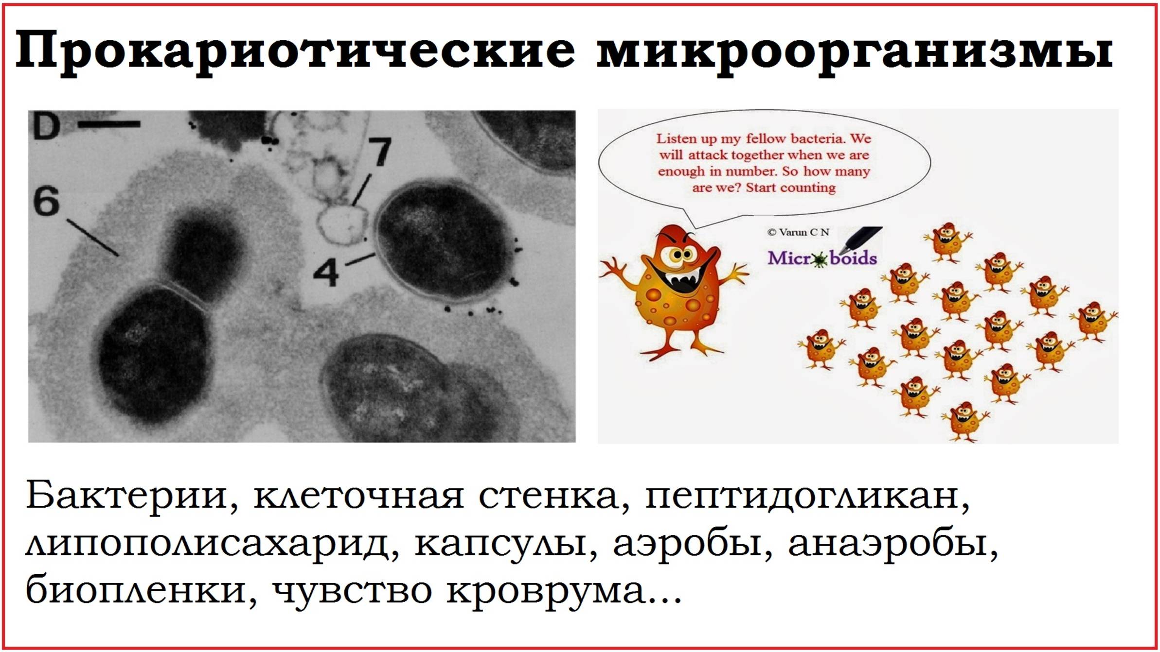 Прокариоты (бактерии)