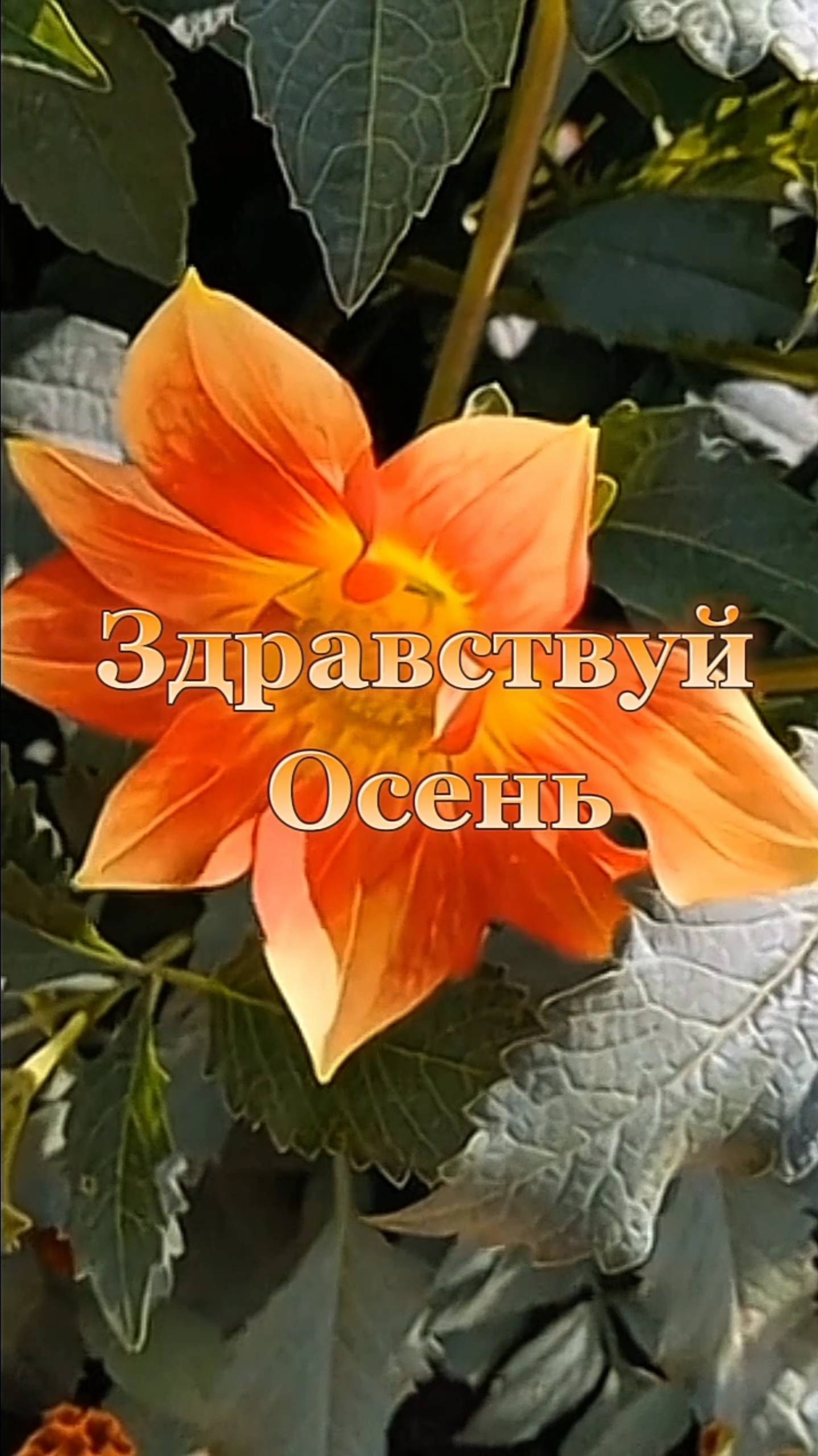 Здравствуй Осень