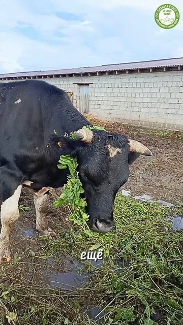 Шьям украсил себя травой