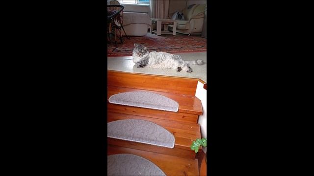 Кот. Кос