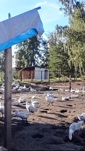 Заросшие участки и гуси — идеальное сочетание!  💡🦆🌱
