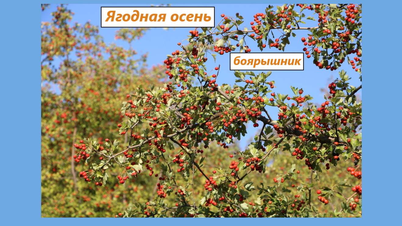 Сгустки солнечных лучей на ветках - алые ягоды боярышника. Будет, чем прокормиться птицам зимой