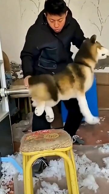 DOG FUNNY MOMENT