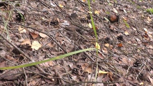 РЫБОЛОВ ИВАНОВИЧ. КТО КУДА , А Я ЗА БЕЛЫМИ ГРИБАМИ. ( 1-Я ЧАСТЬ )