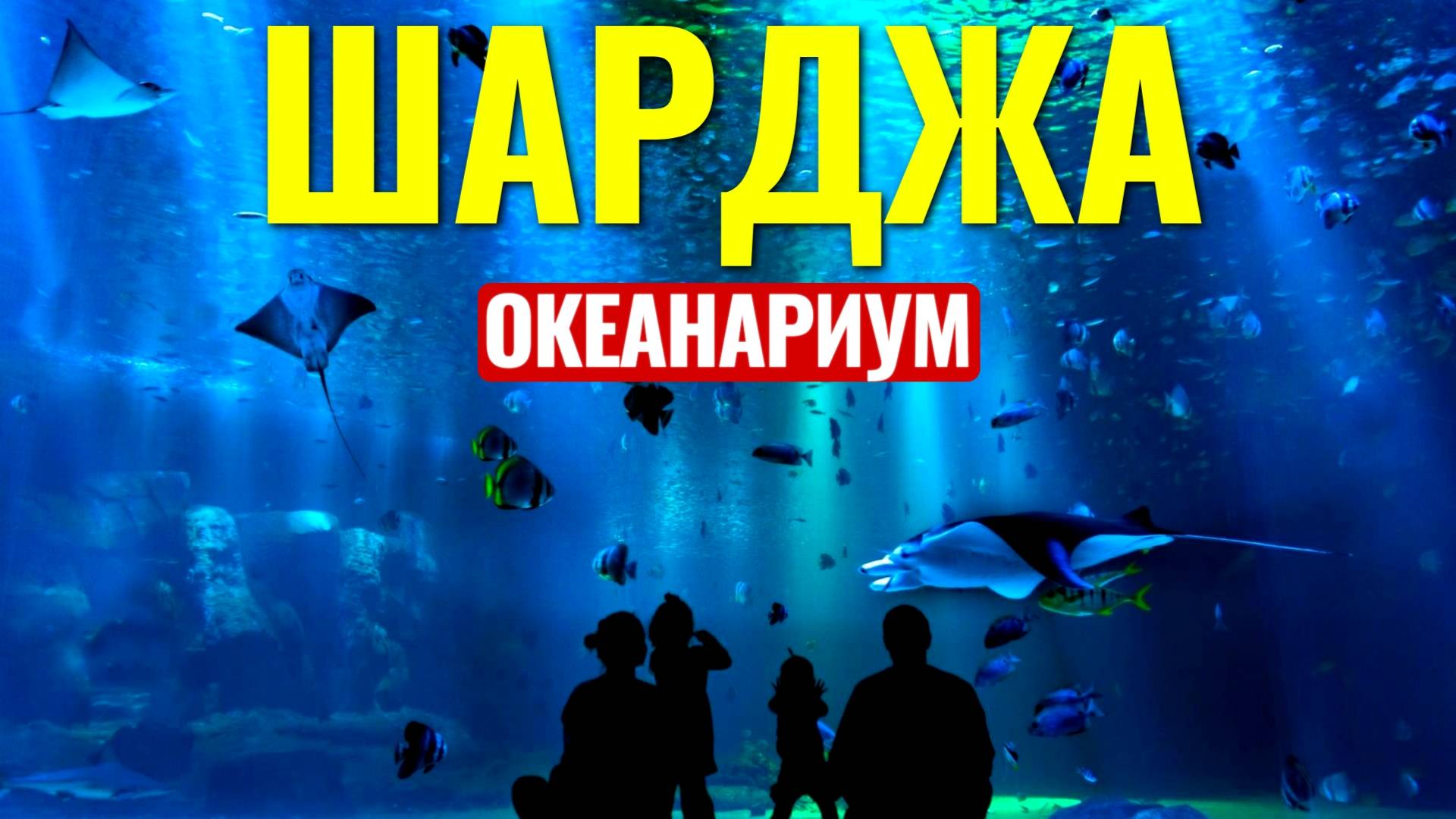 ОКЕАНАРИУМ ШАРДЖА 2023. Куда сходить с детьми и что посмотреть?