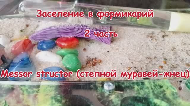 Заселение в формикарий Messor structor (степной муравей-жнец)  2 часть.