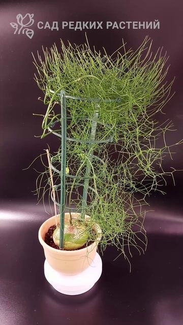 Бовиэя вьющаяся Bowiea volubilis #бовиэя #луковичные #суккуленты #succulents #растения