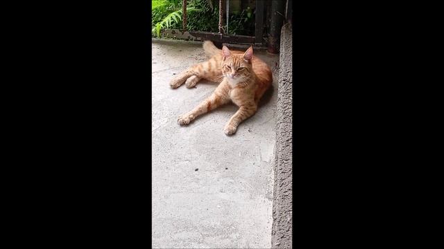 Том и Фокс