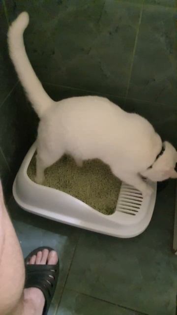 Милка окапывается